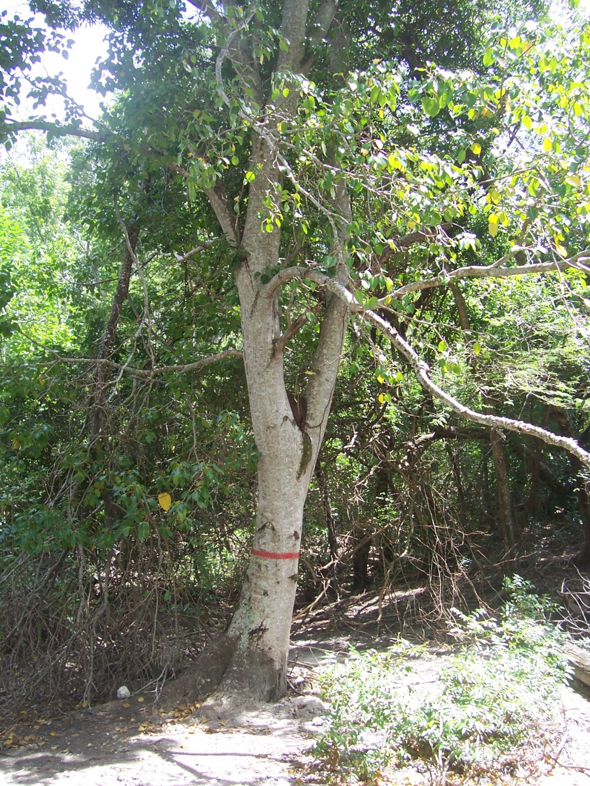 Äpfelchen des Todes · seeseekey.net